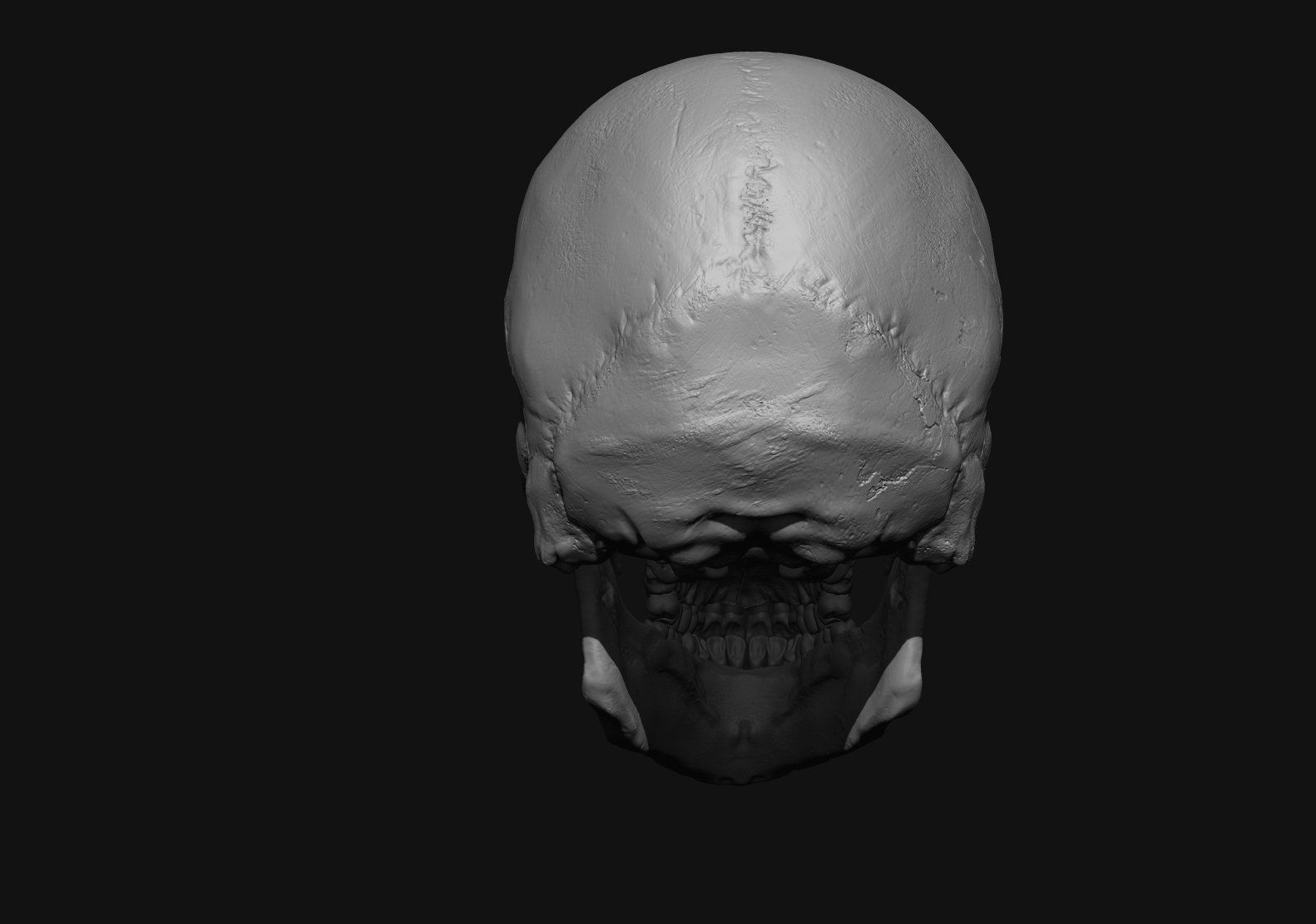 3D Human Anatomy Skull 3D model | CGTrader