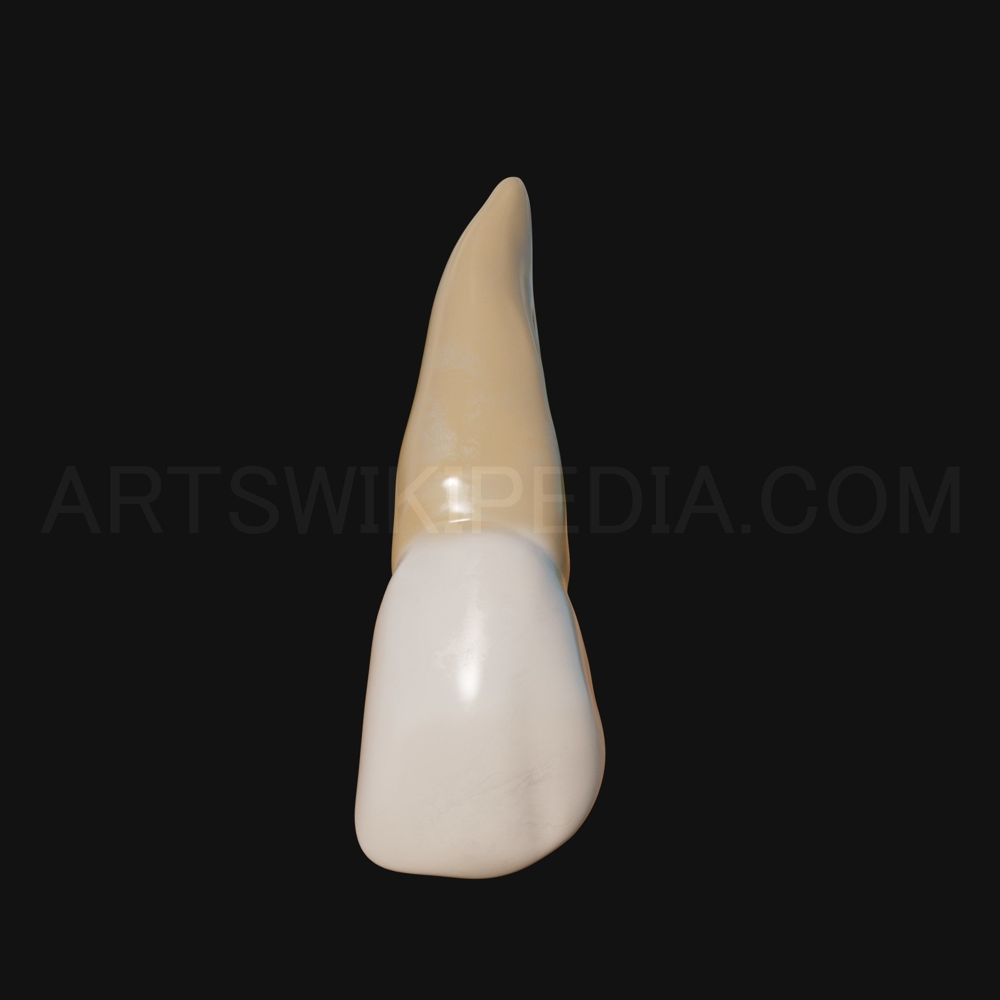 3D Model of Maxillary Left Lateral Incisor 3D model | CGTrader