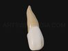 3D Model of Maxillary Left Lateral Incisor 3D model | CGTrader