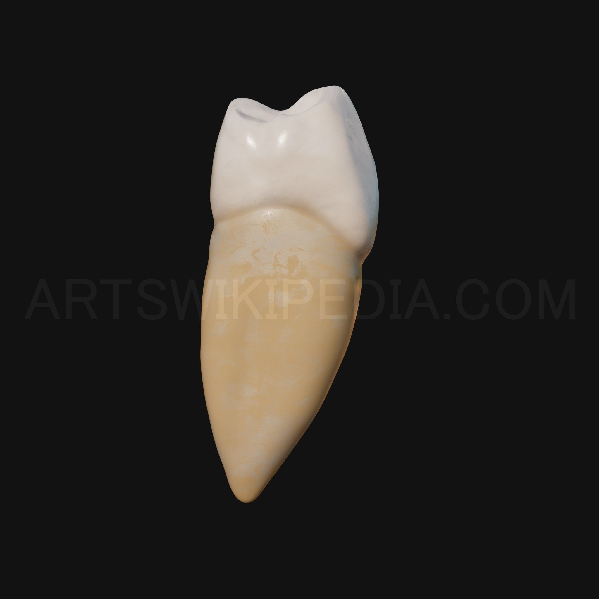 3D Model of mandibular left first premolar 3D model | CGTrader