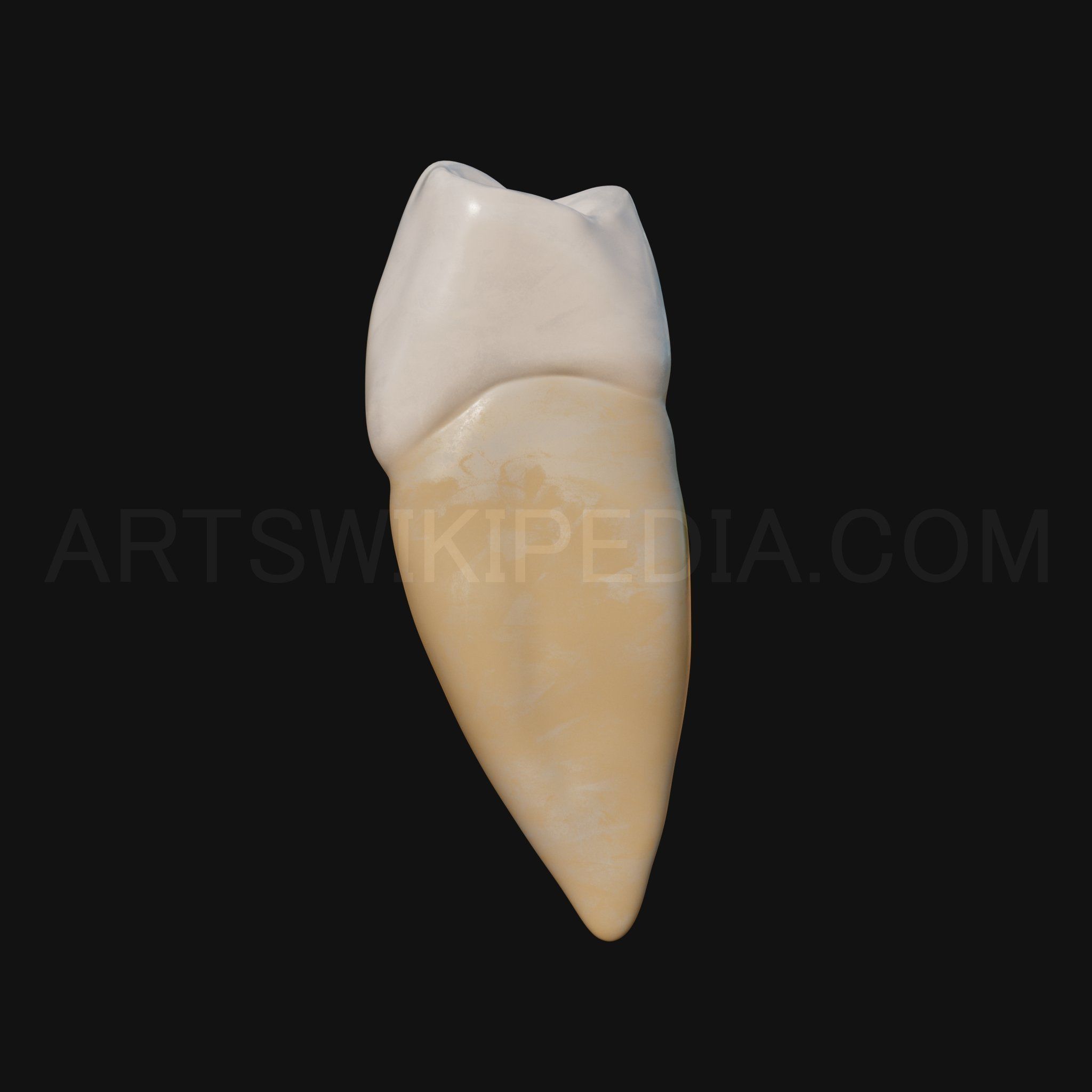 3D Model of mandibular left first premolar 3D model | CGTrader