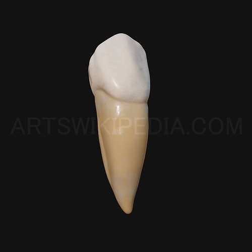 3D Model of mandibular left first premolar 3D model | CGTrader