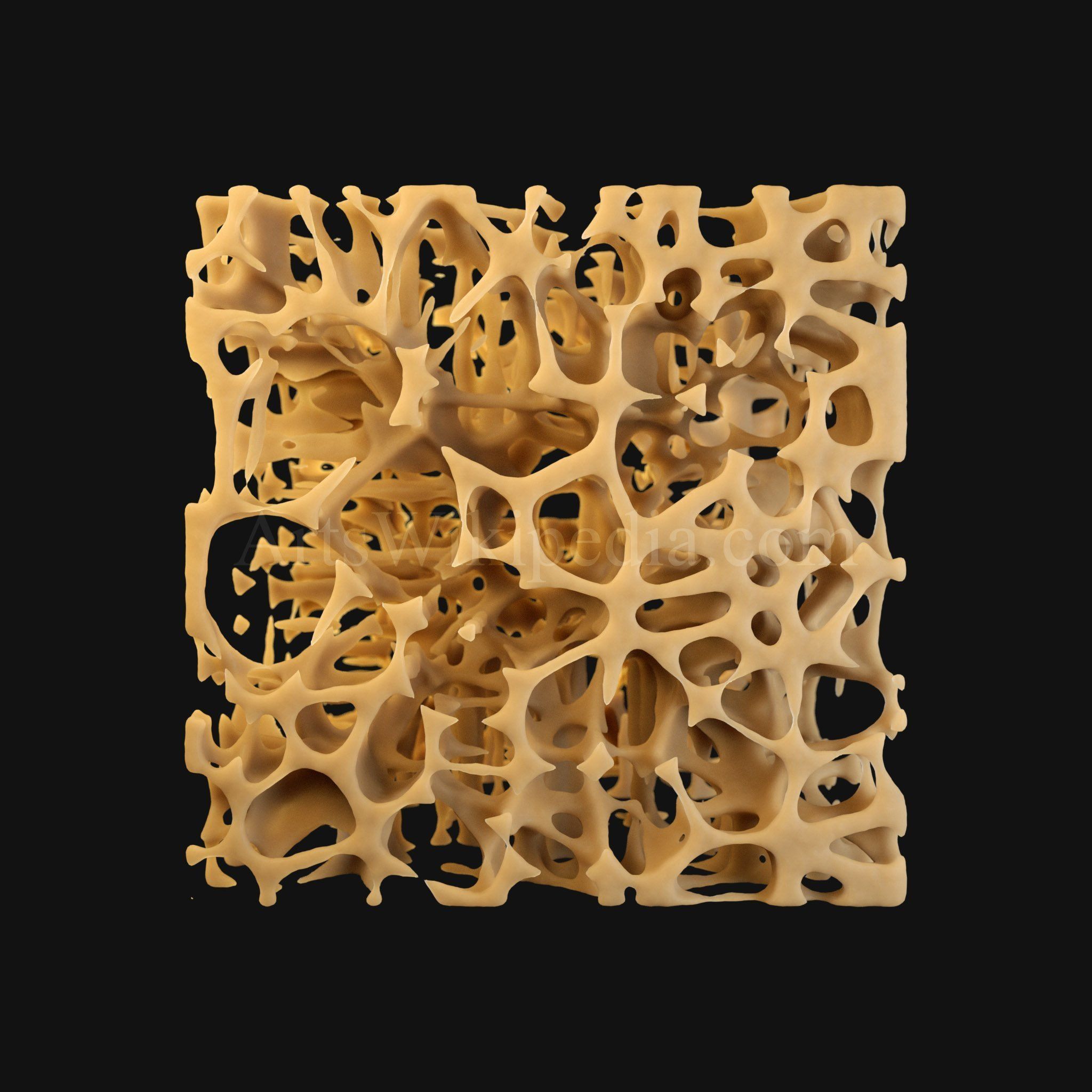 3D Trabeculae of Spongy Bone Osteoporosis Histology 3D model | CGTrader