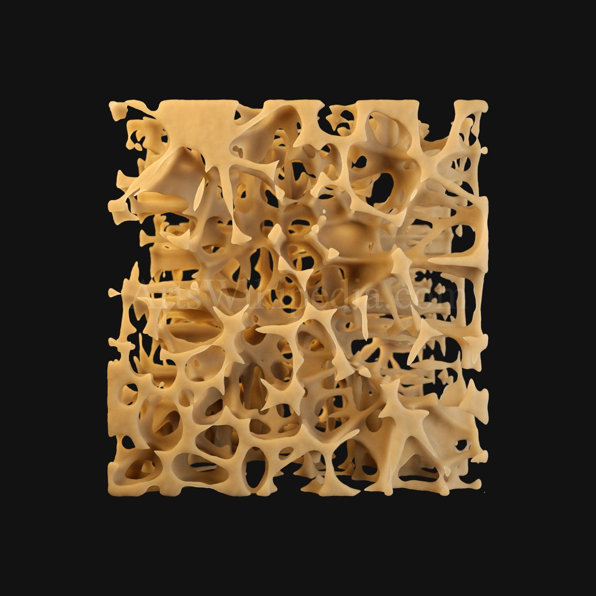 3D Trabeculae of Spongy Bone Osteoporosis Histology 3D model | CGTrader
