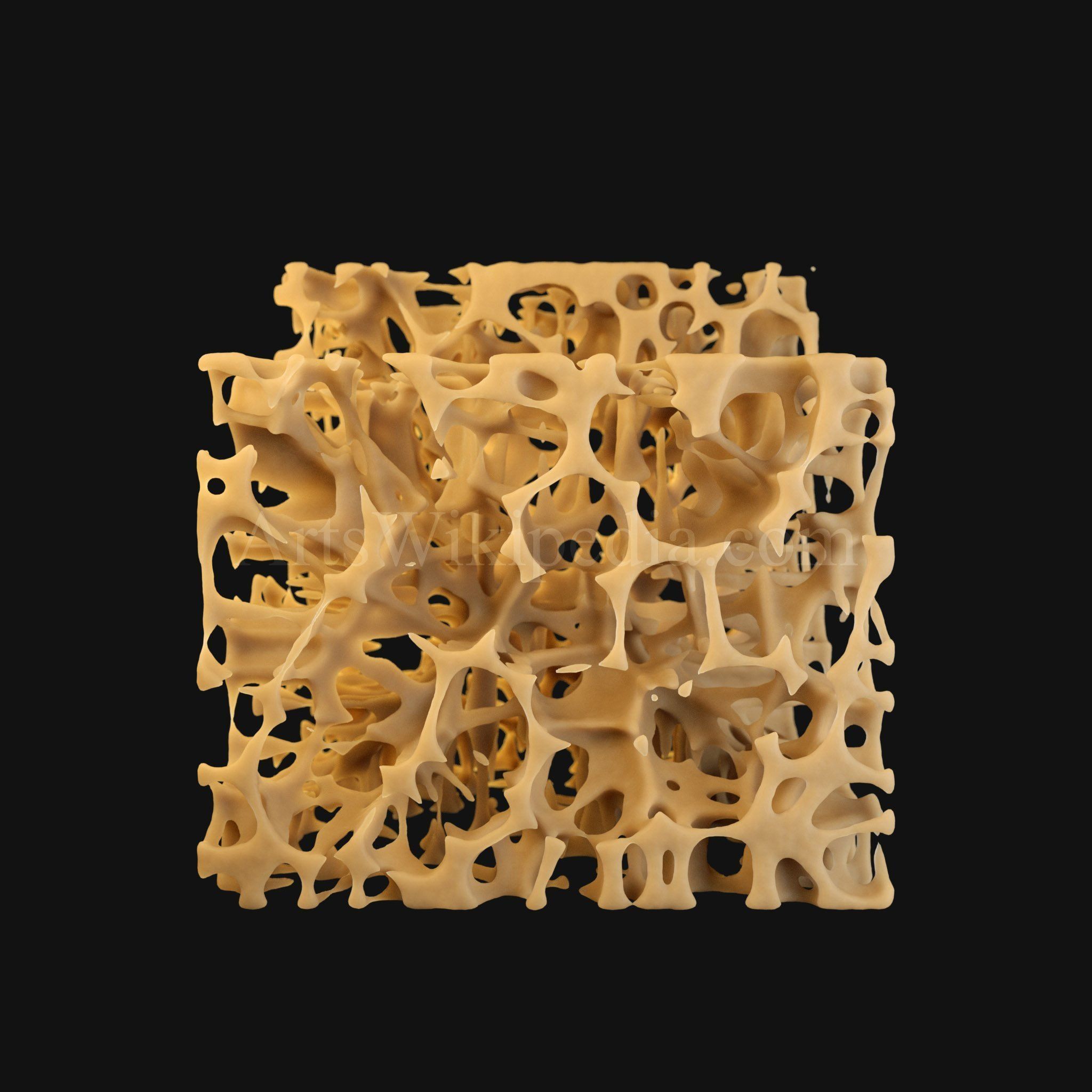 3D Trabeculae of Spongy Bone Osteoporosis Histology 3D model | CGTrader