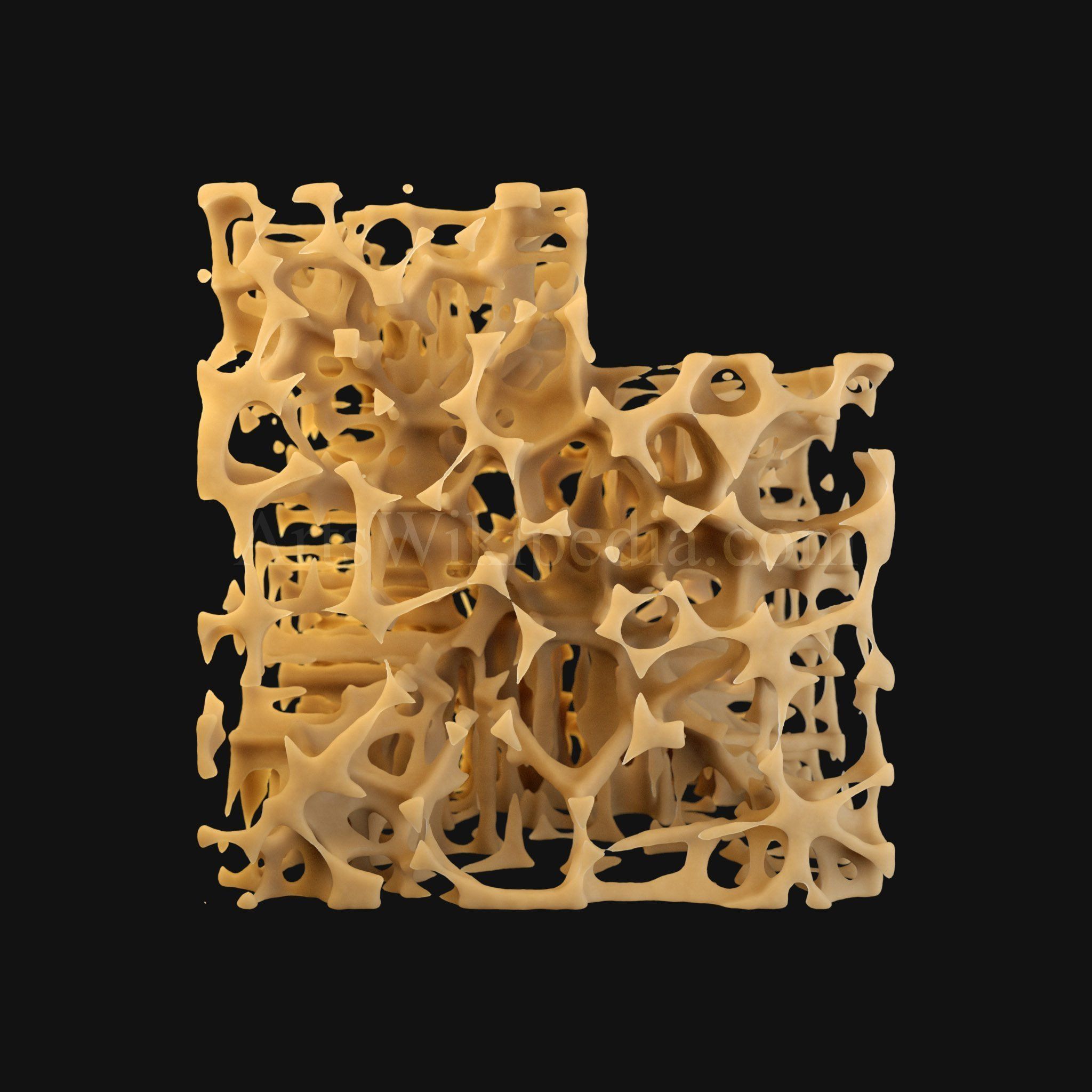 3D Trabeculae of Spongy Bone Osteoporosis Histology 3D model | CGTrader