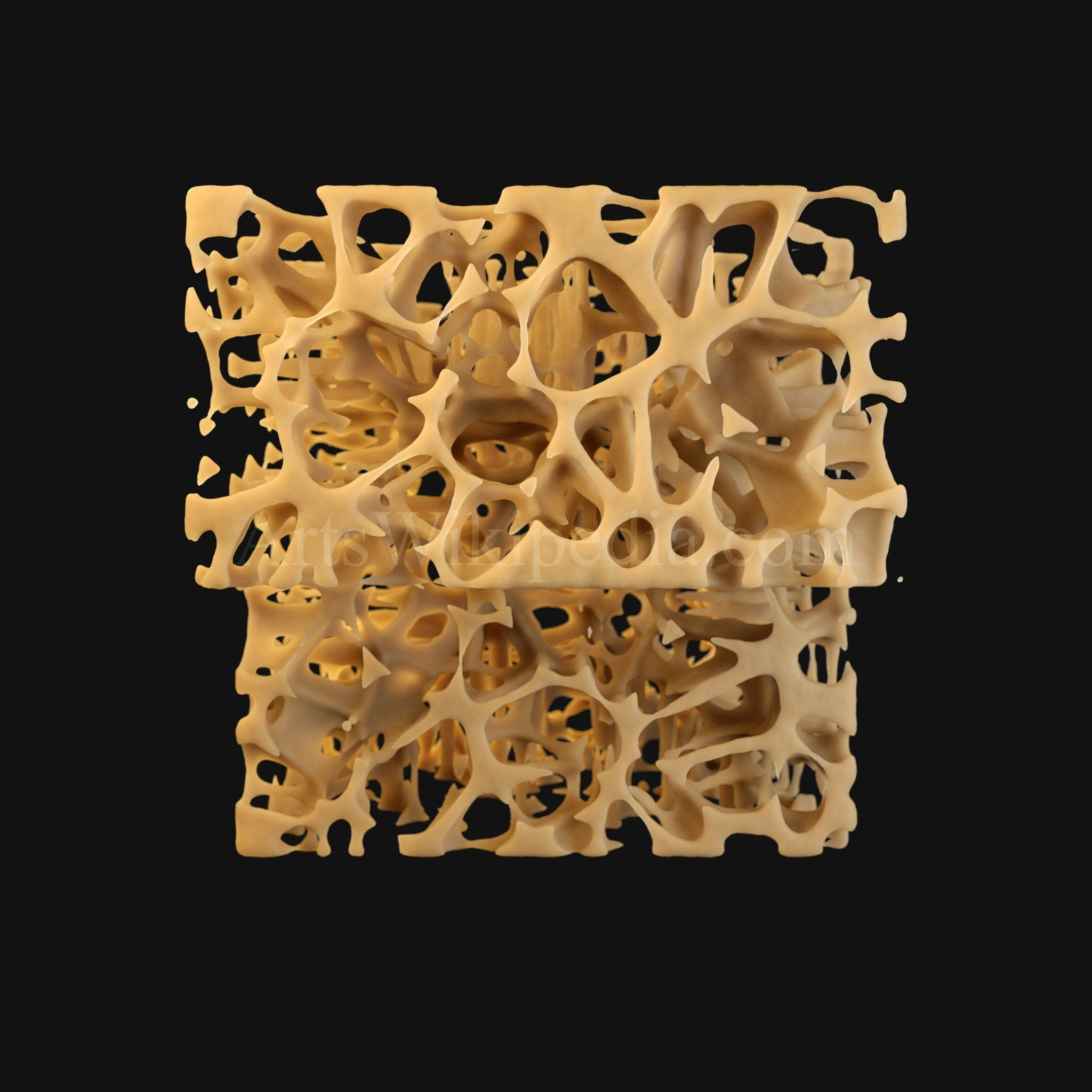 3D Trabeculae of Spongy Bone Osteoporosis Histology 3D model | CGTrader