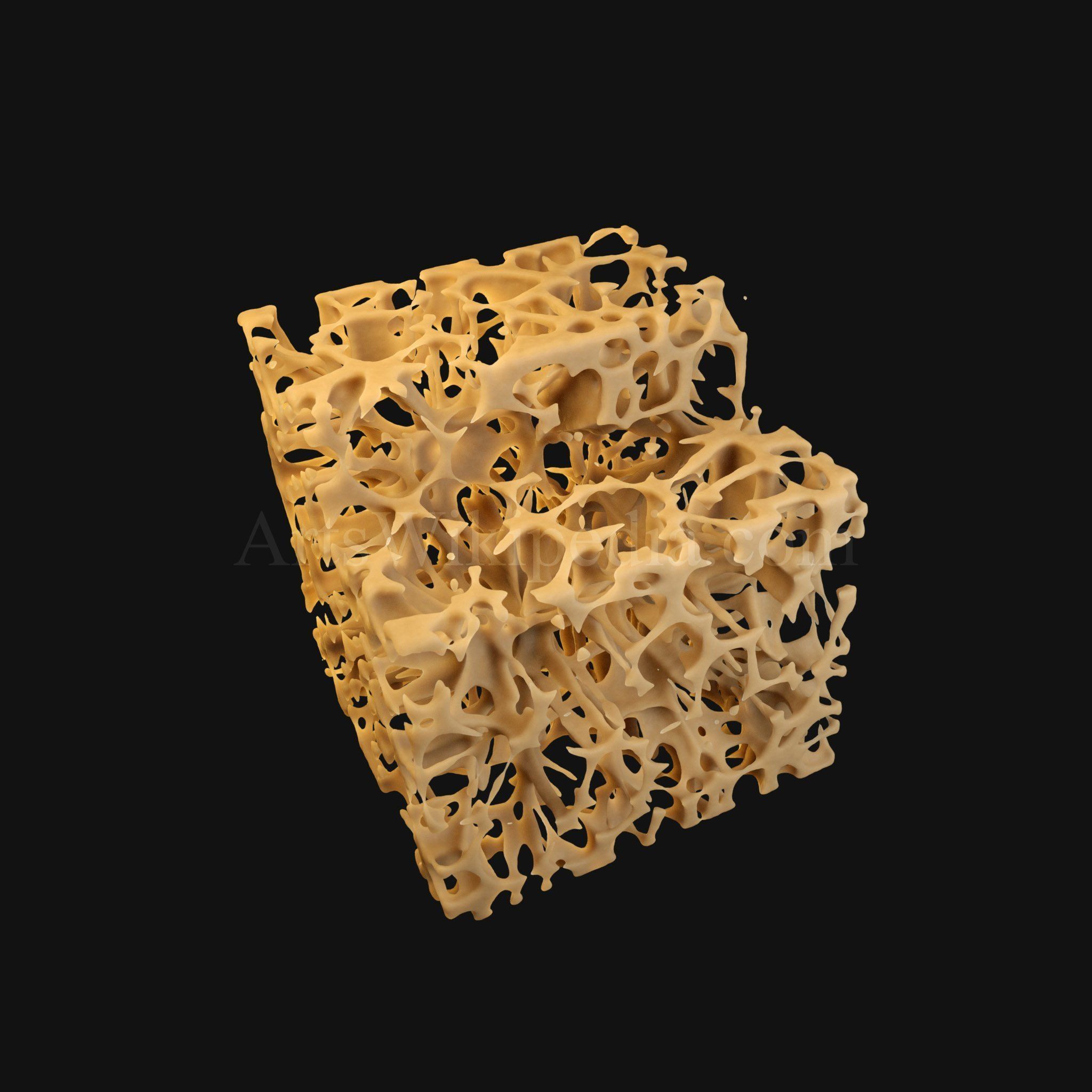 3D Trabeculae of Spongy Bone Osteoporosis Histology 3D model | CGTrader
