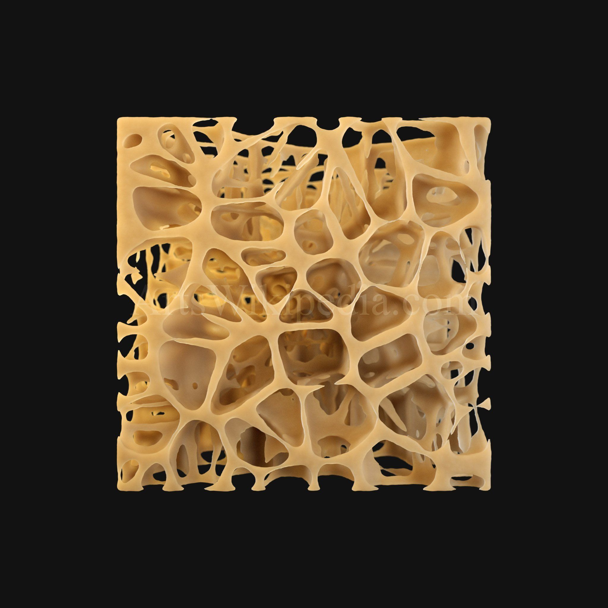 3D Trabeculae of Spongy Bone Osteopenia Histology 3D model | CGTrader