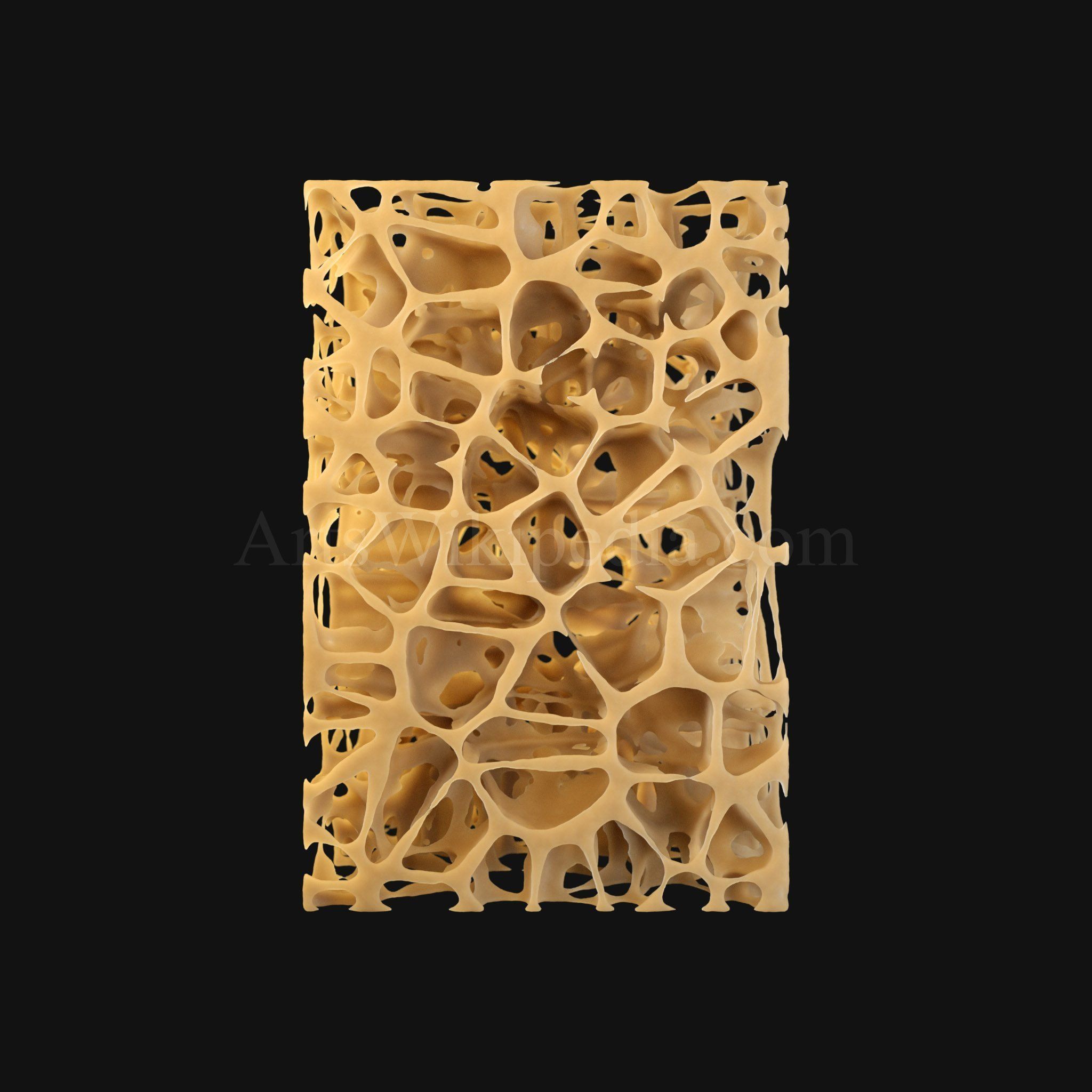 3D Trabeculae of Spongy Bone Osteopenia Histology 3D model | CGTrader