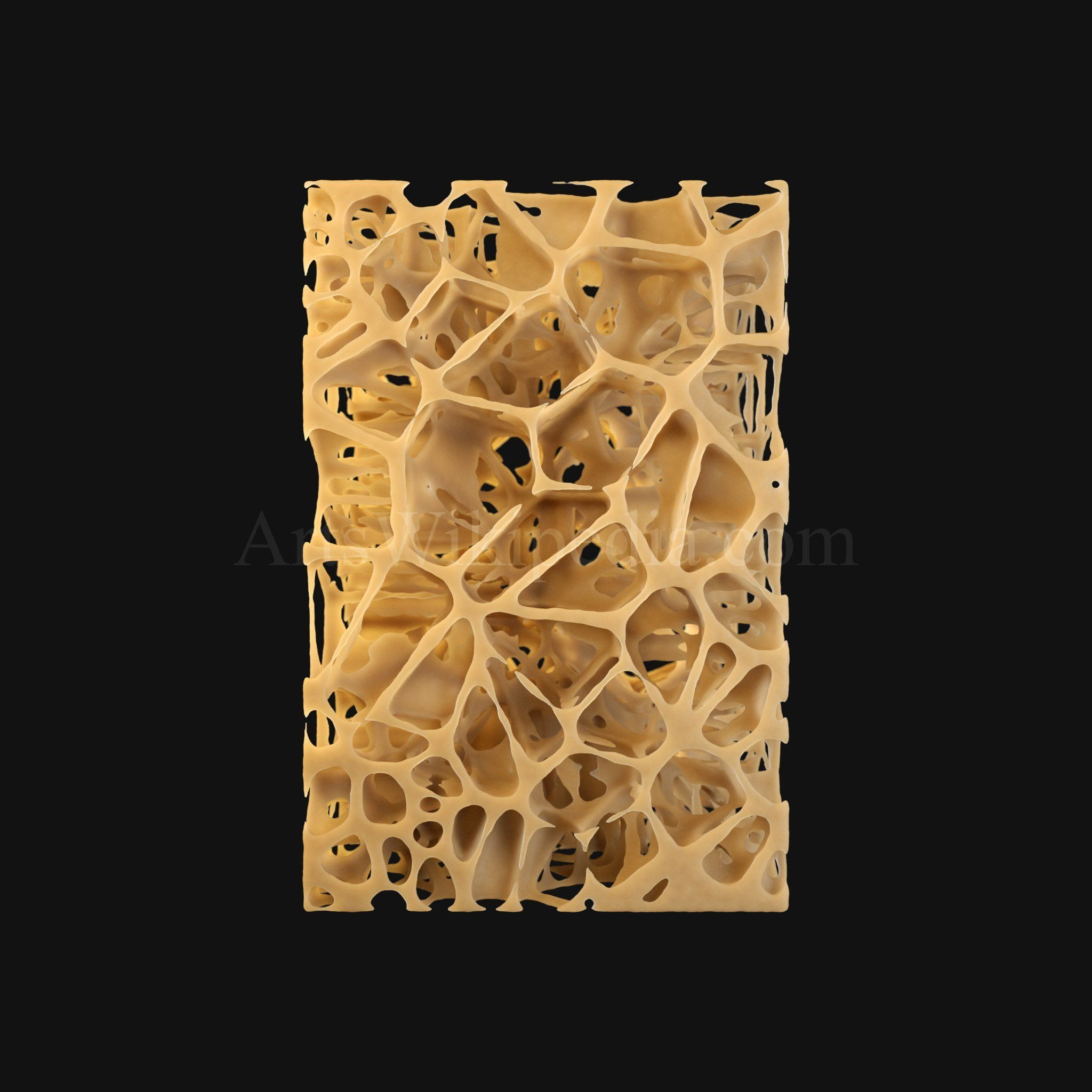 3D Trabeculae of Spongy Bone Osteopenia Histology 3D model | CGTrader