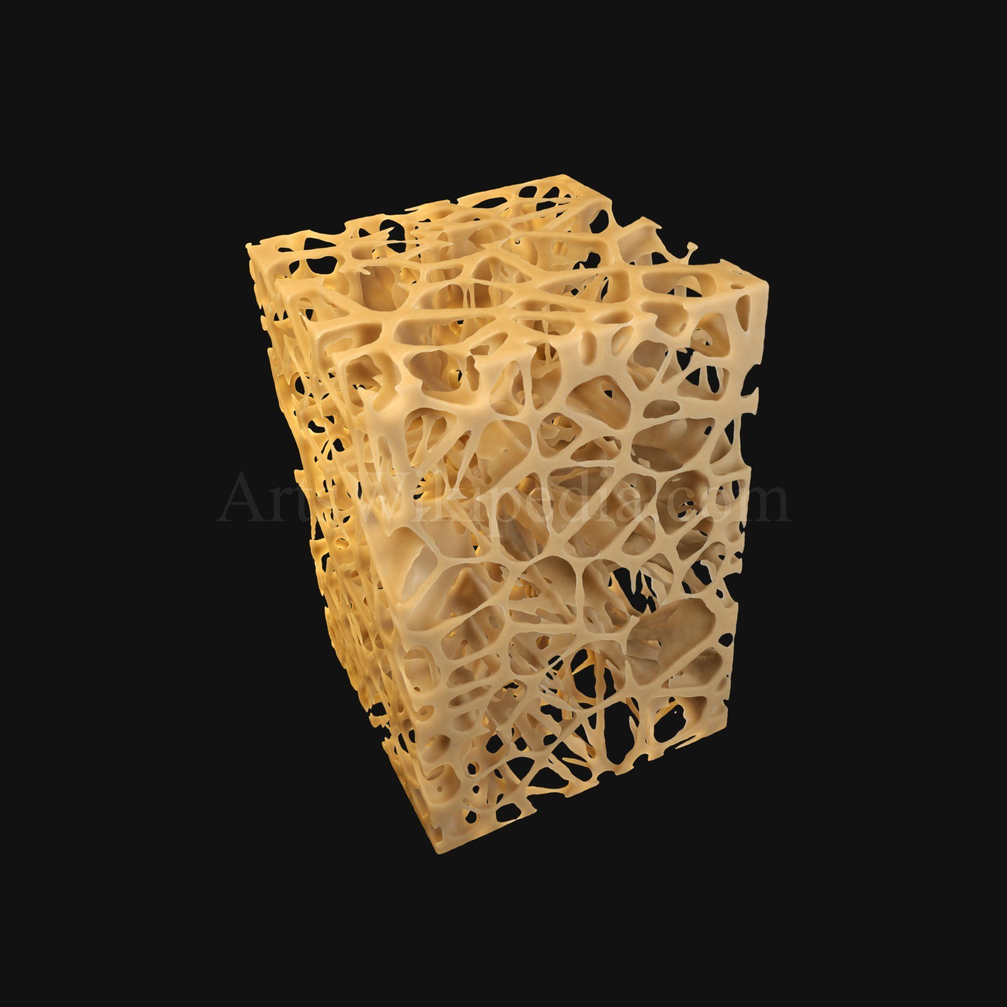 3D Trabeculae of Spongy Bone Osteopenia Histology 3D model | CGTrader