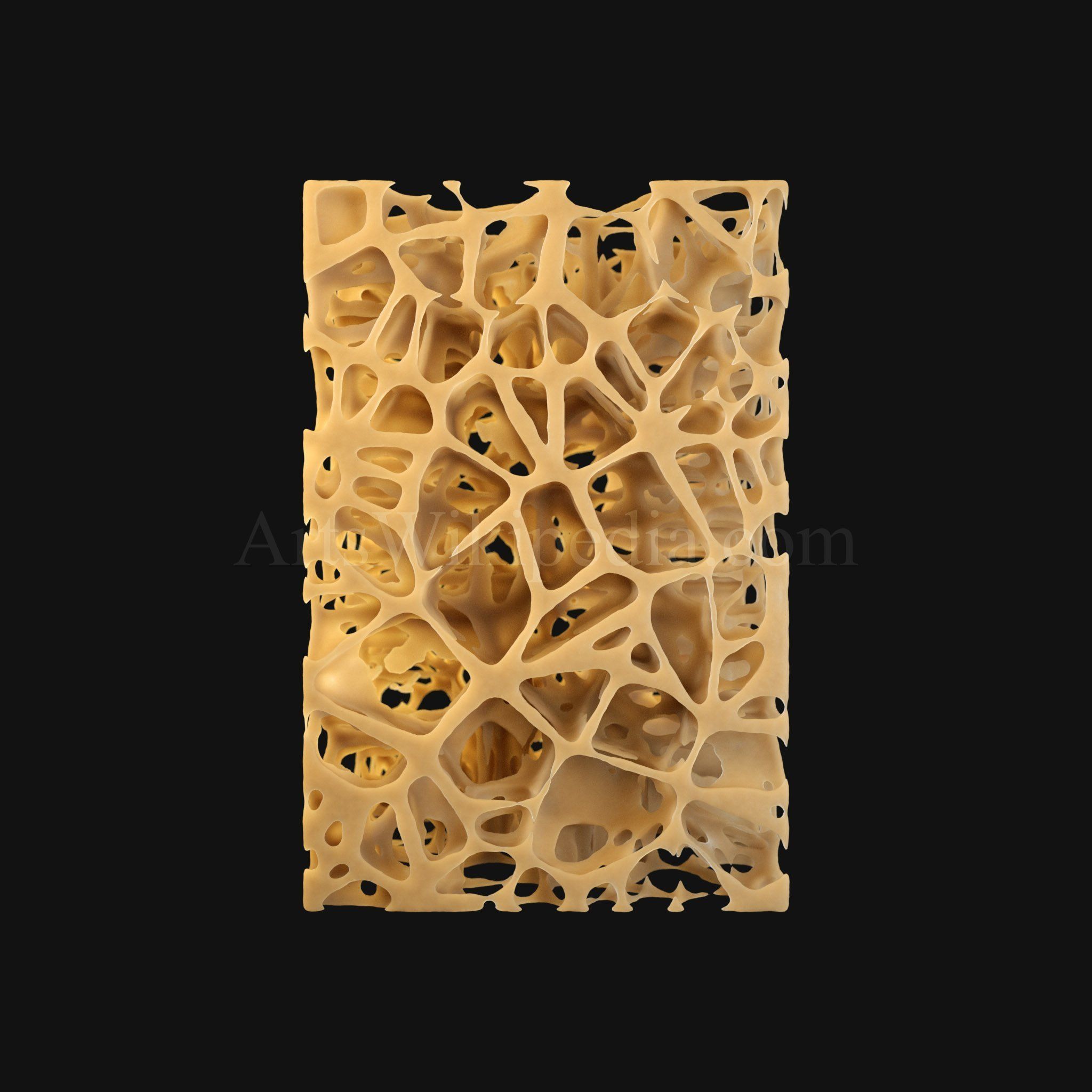 3D Trabeculae of Spongy Bone Osteopenia Histology 3D model | CGTrader