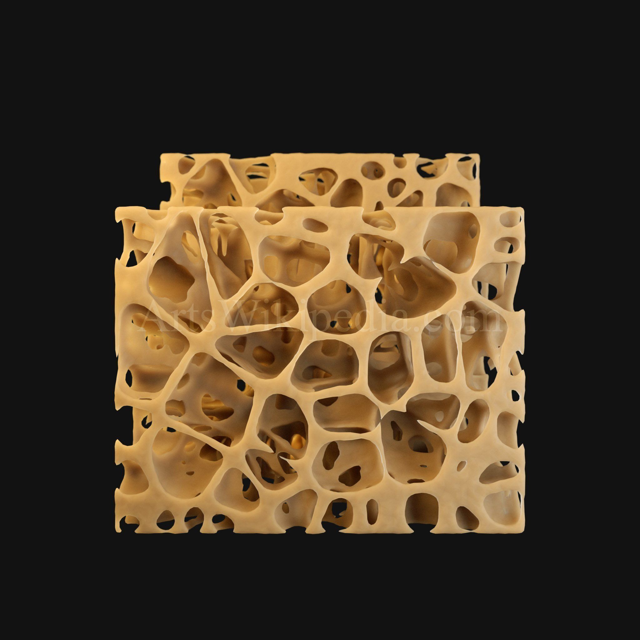 3D Osteopenia Histology of Spongy Bone Structure 3D model | CGTrader