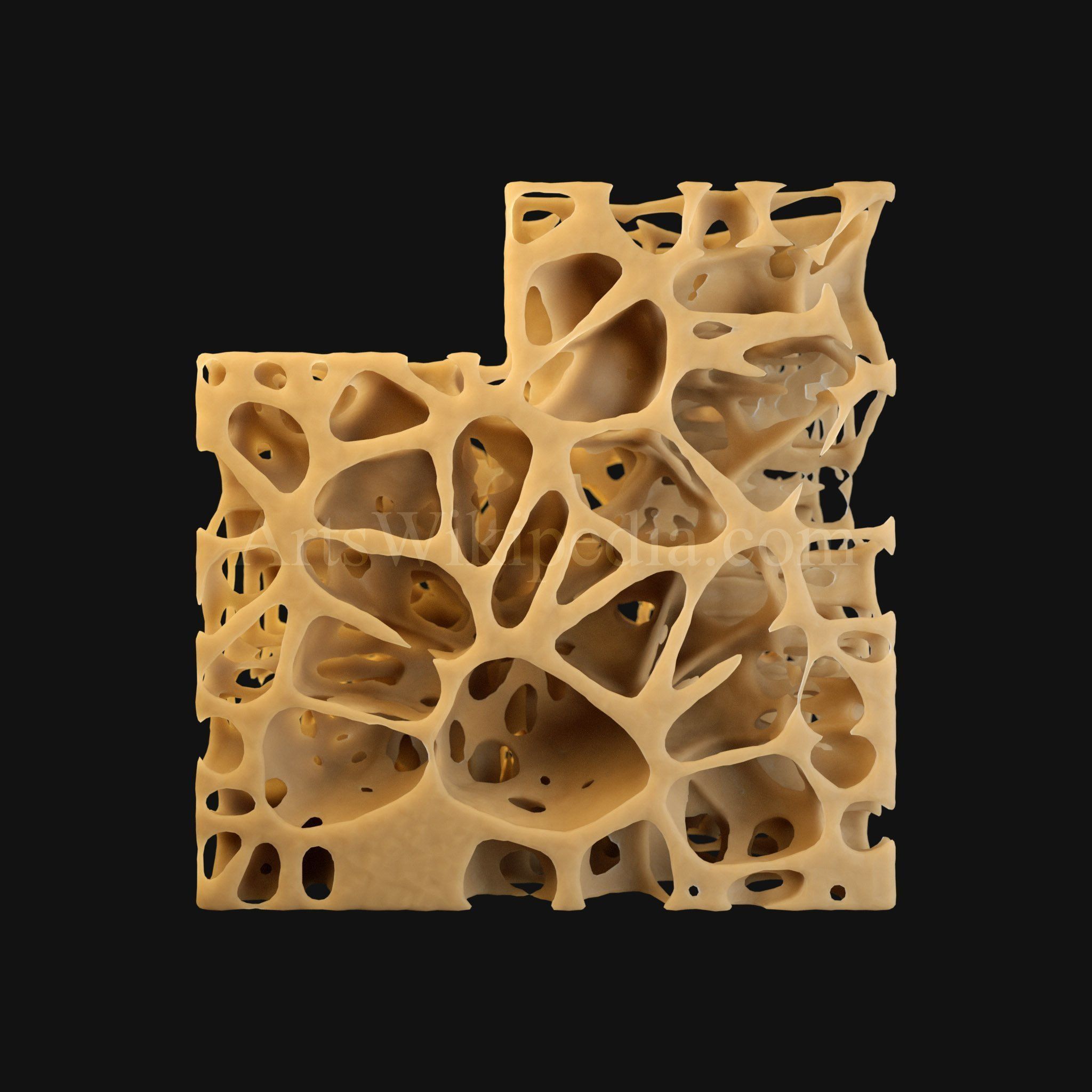 3D Osteopenia Histology of Spongy Bone Structure 3D model | CGTrader