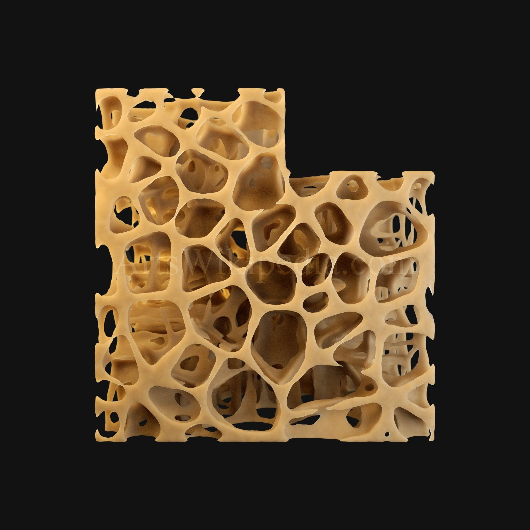 3D Osteopenia Histology of Spongy Bone Structure 3D model | CGTrader