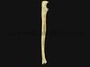 3D Ulna Bone 3D model | CGTrader
