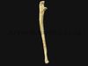 3D Ulna Anatomy 3D model | CGTrader