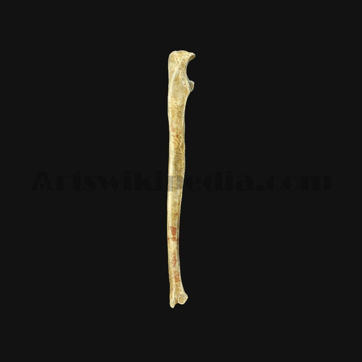 3D Ulna Anatomy 3D model | CGTrader