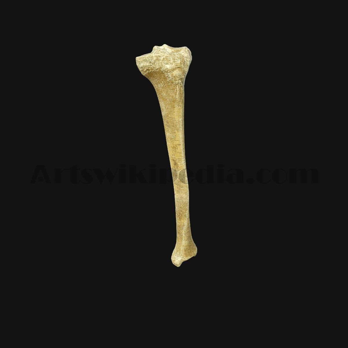 3D Tibia Bone 3D model | CGTrader