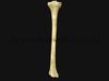 3D Tibia Bone 3D model | CGTrader