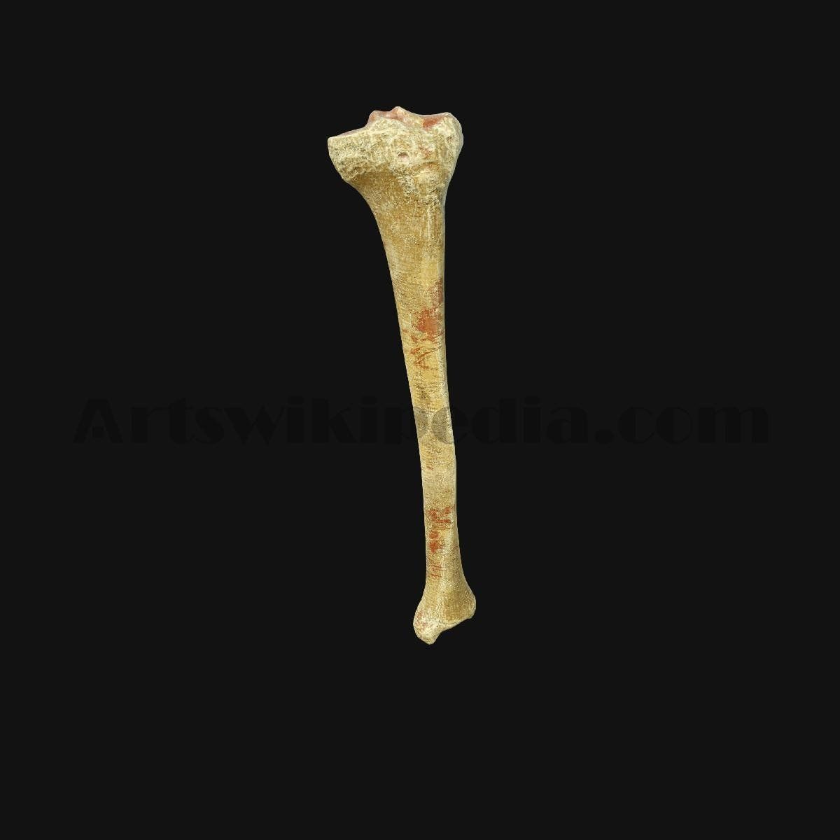 3D Tibia Anatomy 3D model | CGTrader
