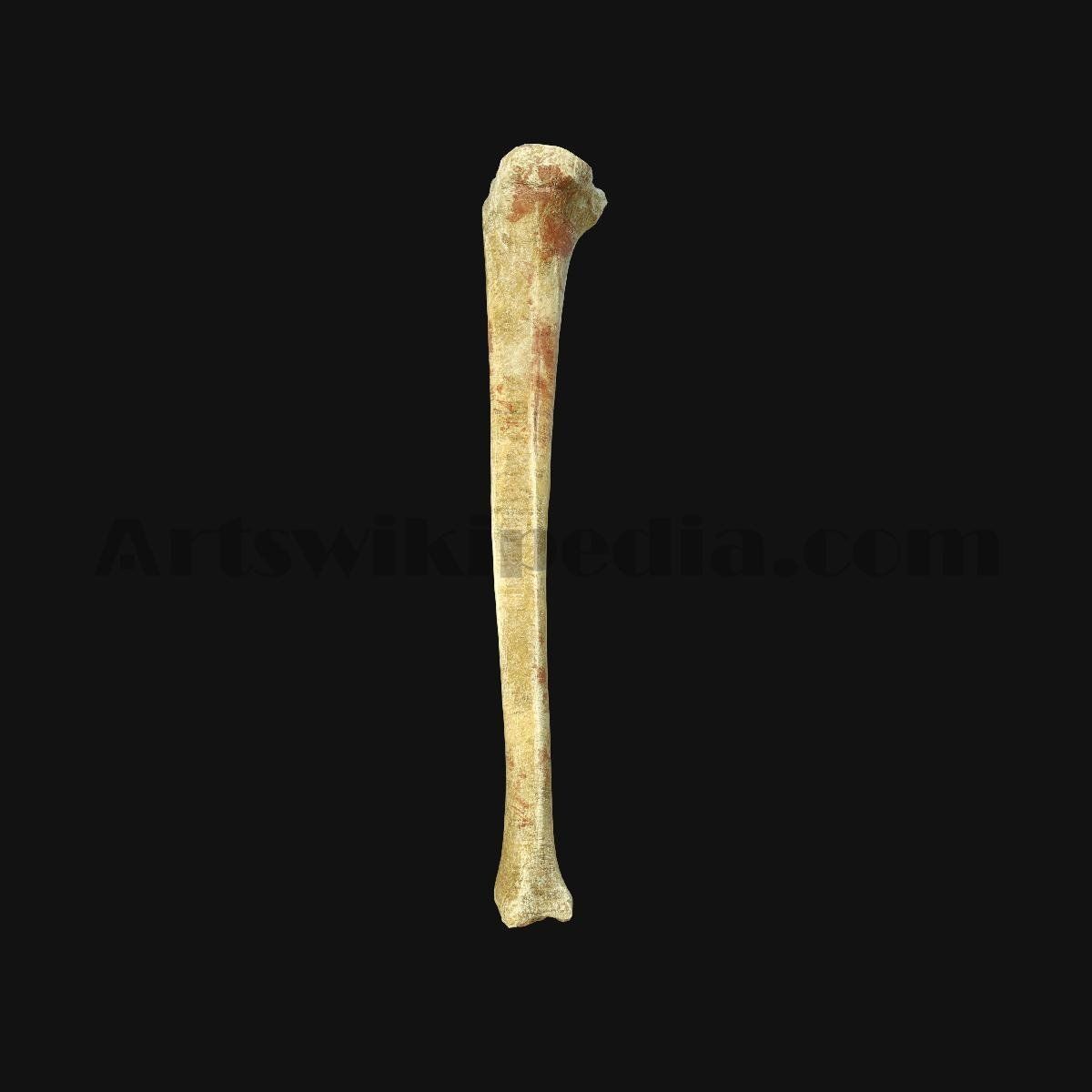 3D Tibia Anatomy 3D model | CGTrader