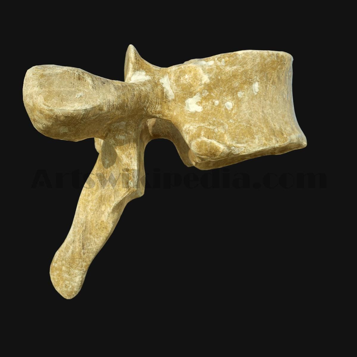 3d Thoracic Spine Bone 3d Model Cgtrader