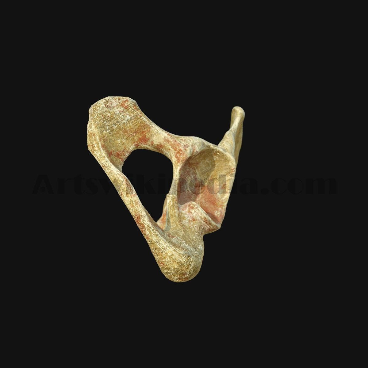 3d Pelvic Anatomy 3d Model Cgtrader