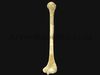 3D Humerus Bone 3D model | CGTrader