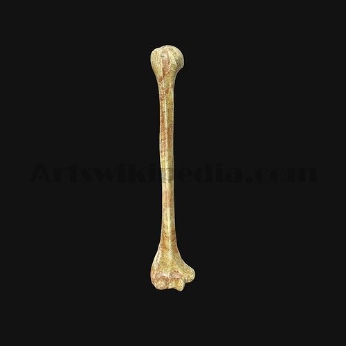 3D Humerus Anatomy 3D model | CGTrader