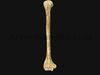 3D Humerus Anatomy 3D model | CGTrader