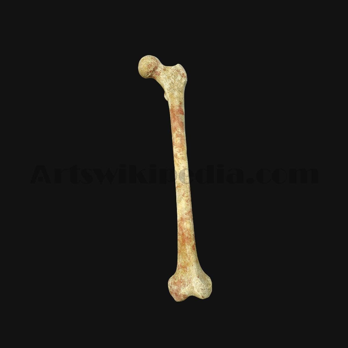 3D Femur Bone Model 3D model | CGTrader