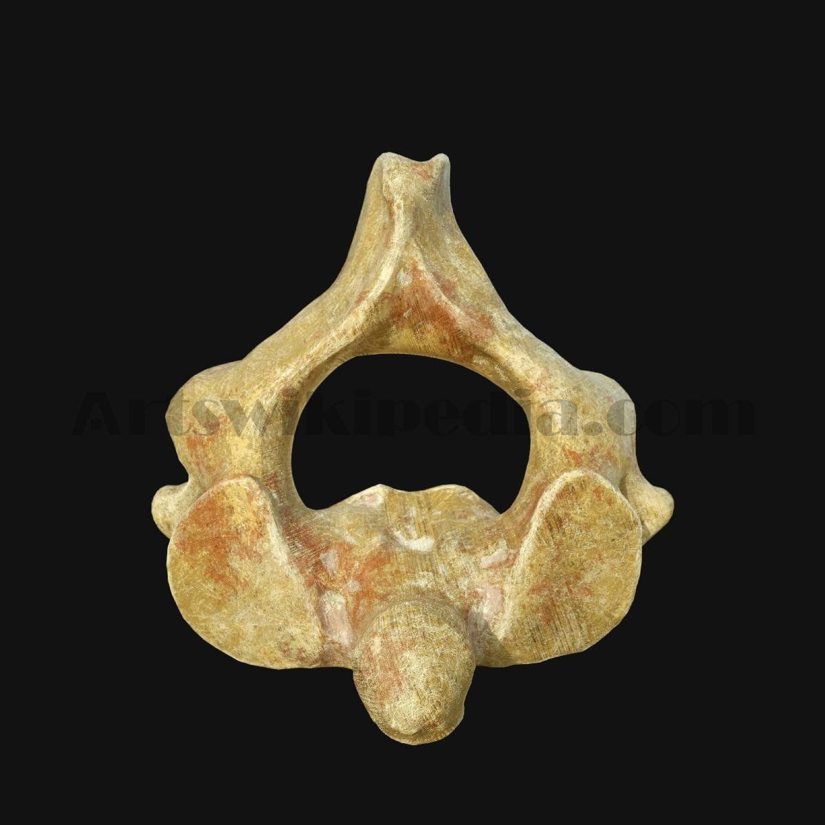 3D Axis Vertebra model 3D model | CGTrader