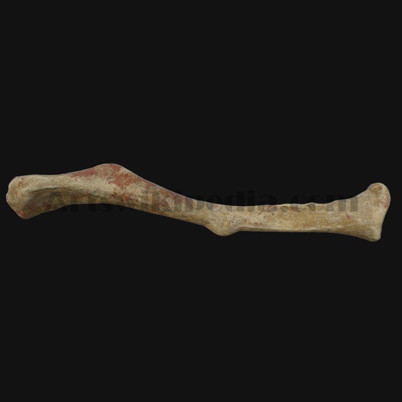 3d Clavicle Anatomy 3D model | CGTrader