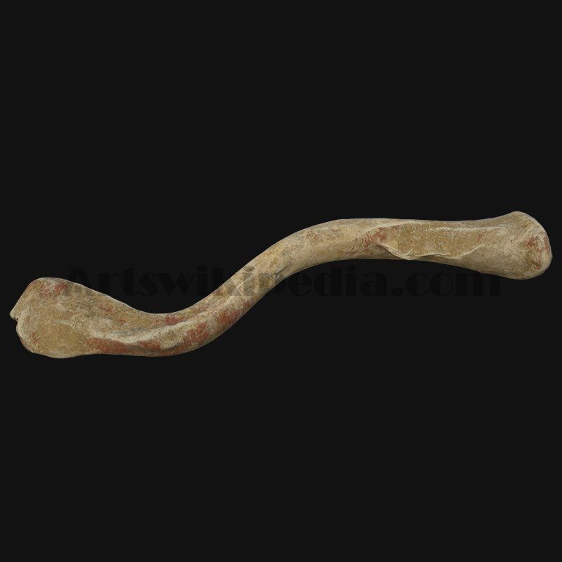 3d Clavicle Anatomy 3D model | CGTrader