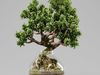 Bonsai Tree Indoor Plant 02 3D model animated | CGTrader