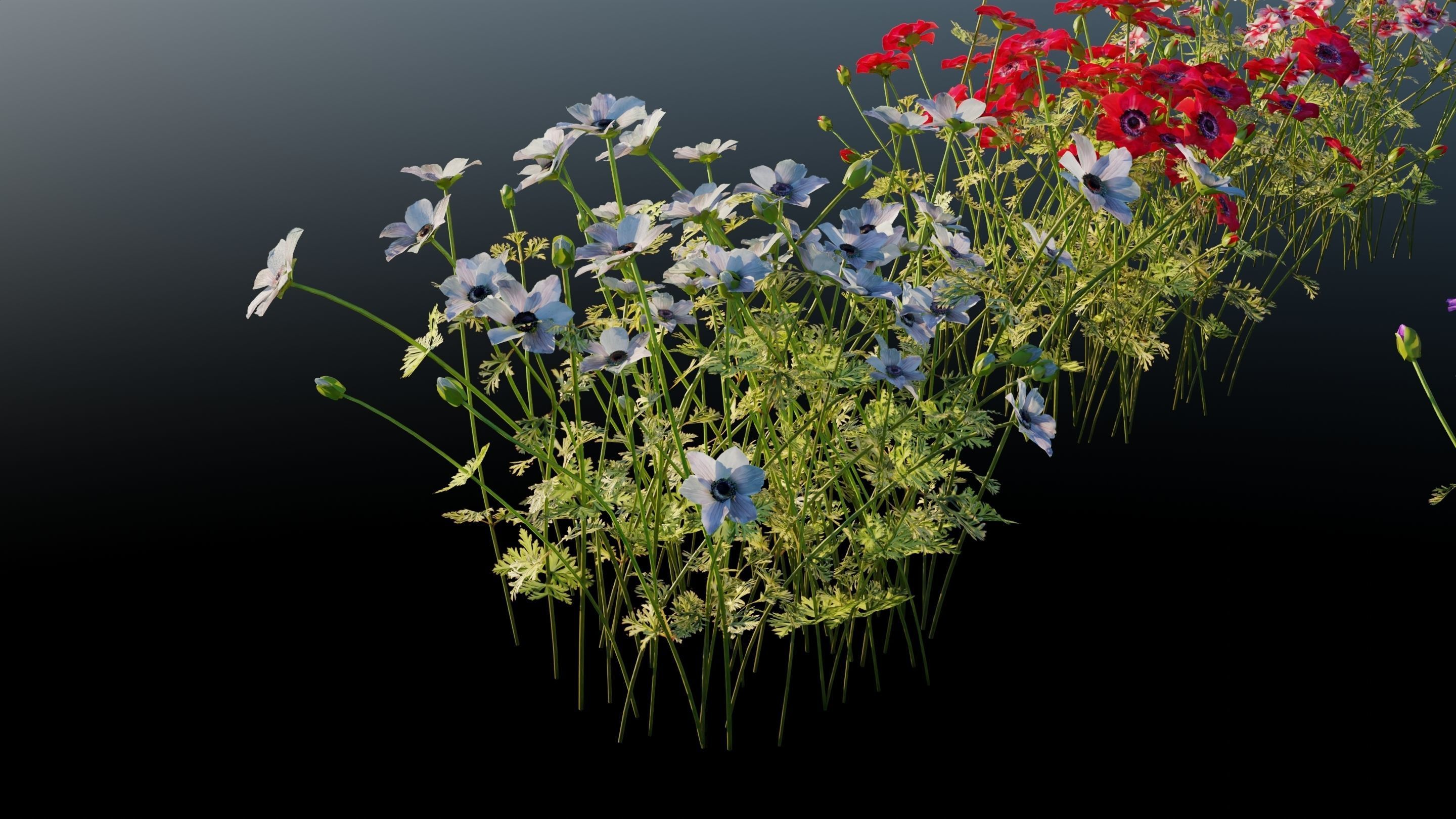 3D model Crown Anemone Flowers VR / AR / low-poly | CGTrader
