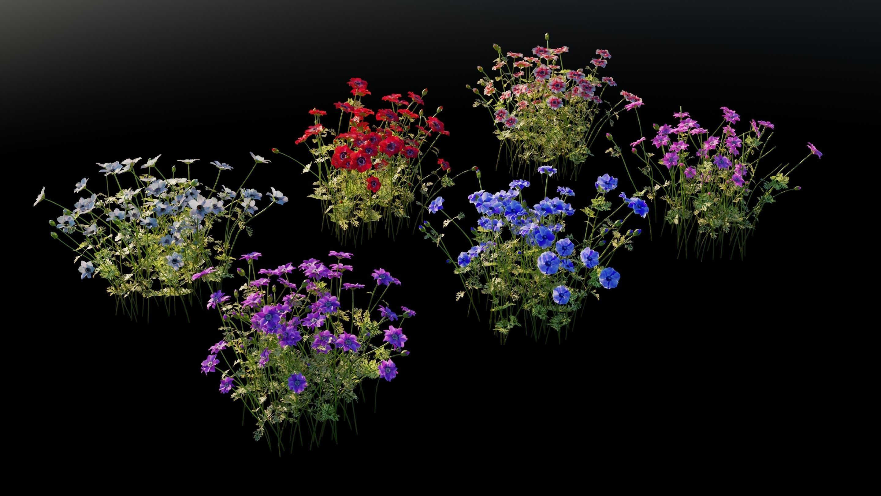 3D model Crown Anemone Flowers VR / AR / low-poly | CGTrader