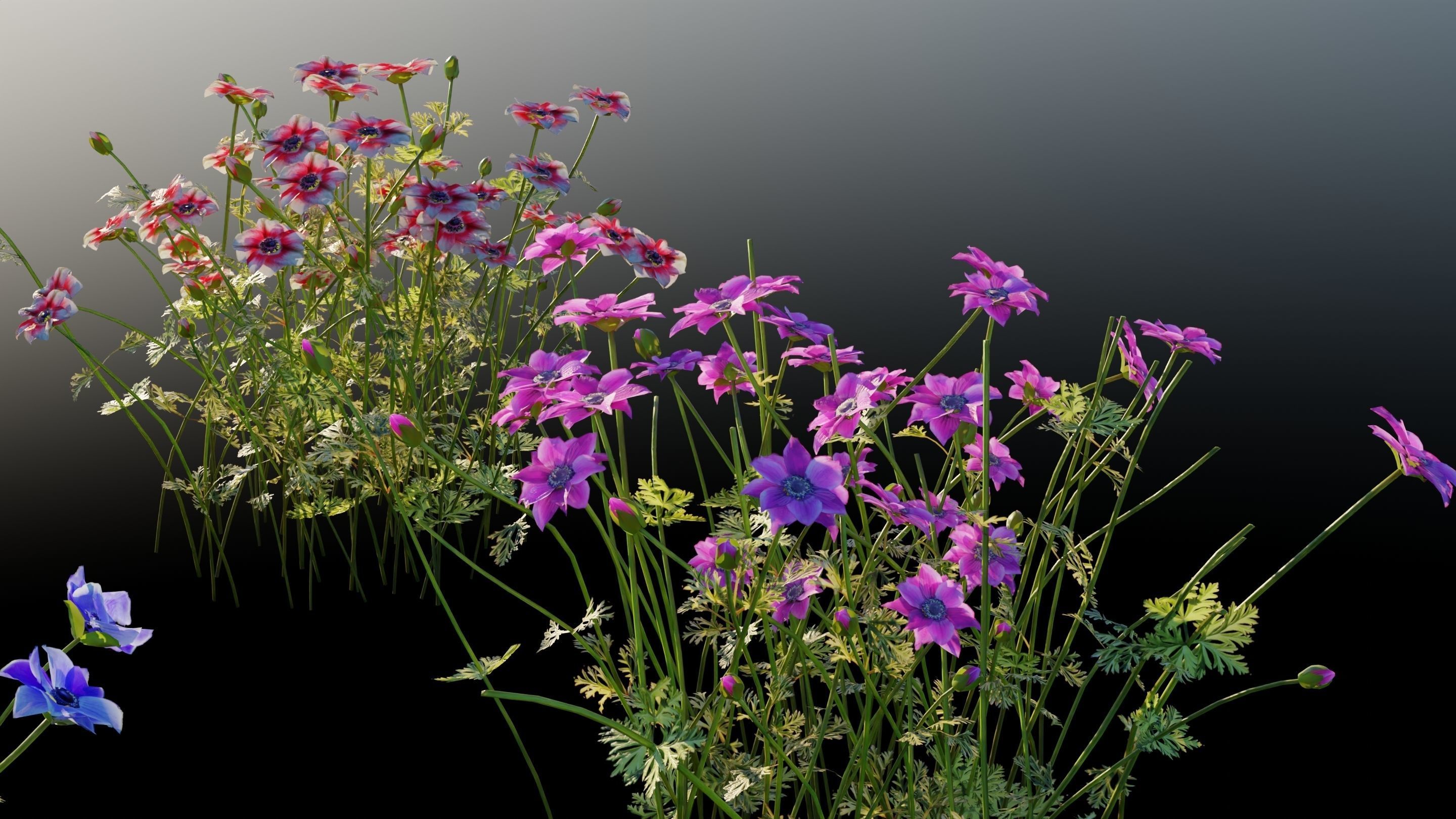 3D model Crown Anemone Flowers VR / AR / low-poly | CGTrader