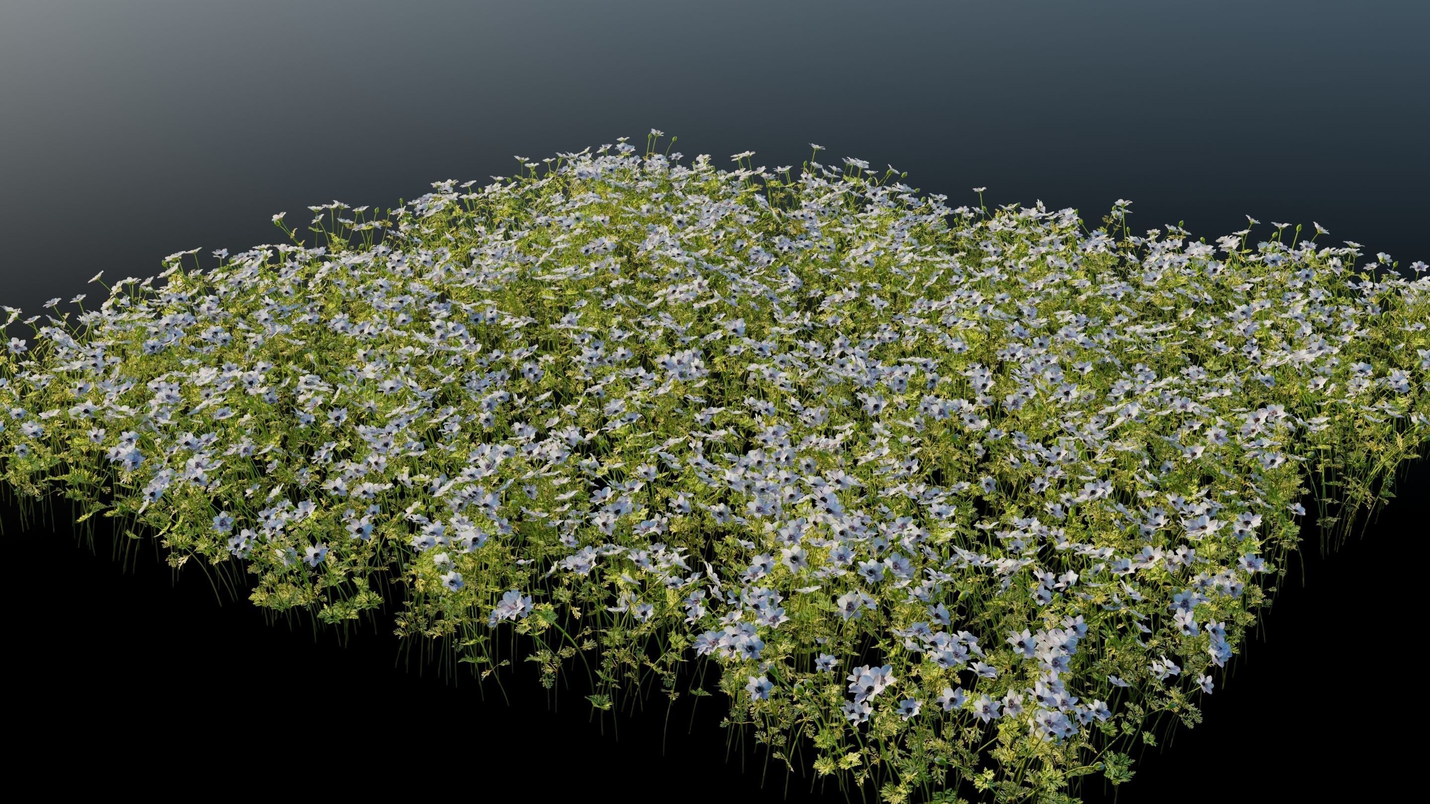 3D model Crown Anemone Flowers VR / AR / low-poly | CGTrader