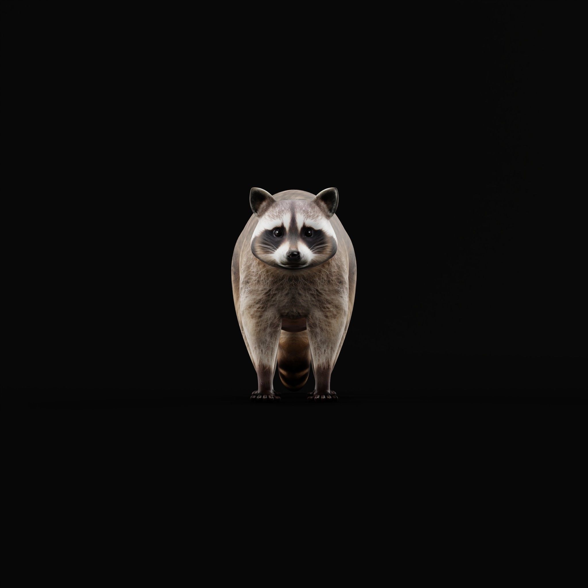 3D model Common Raccoon Mammal VR / AR / low-poly rigged animated ...