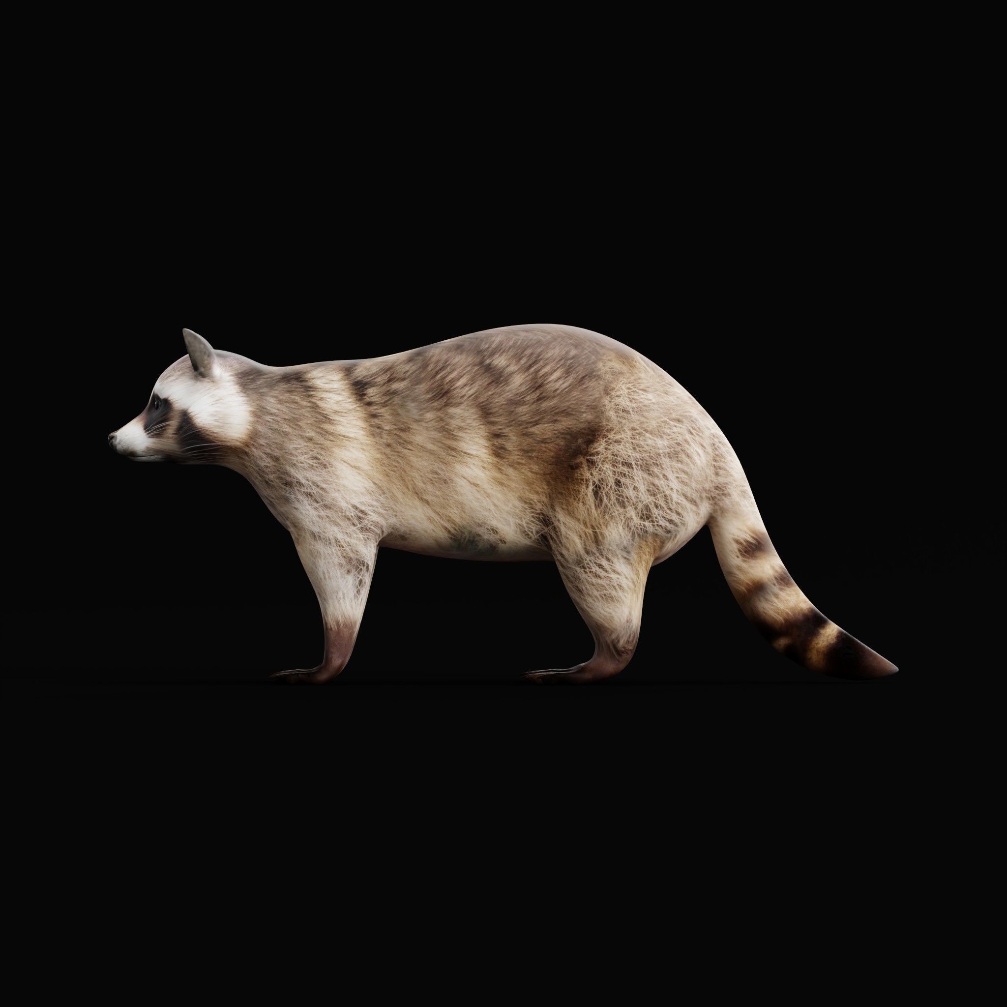 3D model Common Raccoon Mammal VR / AR / low-poly rigged animated ...