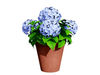3D model Big Daddy Hydrangea flower shrub with free tutorial VR / AR ...