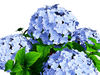 3D model Big Daddy Hydrangea flower shrub with free tutorial VR / AR ...