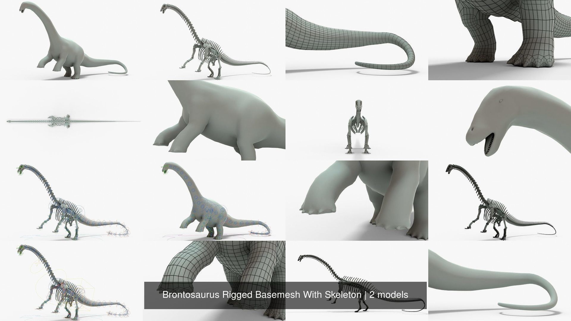 3D Model Collection Brontosaurus Rigged Basemesh With Skeleton VR / AR ...