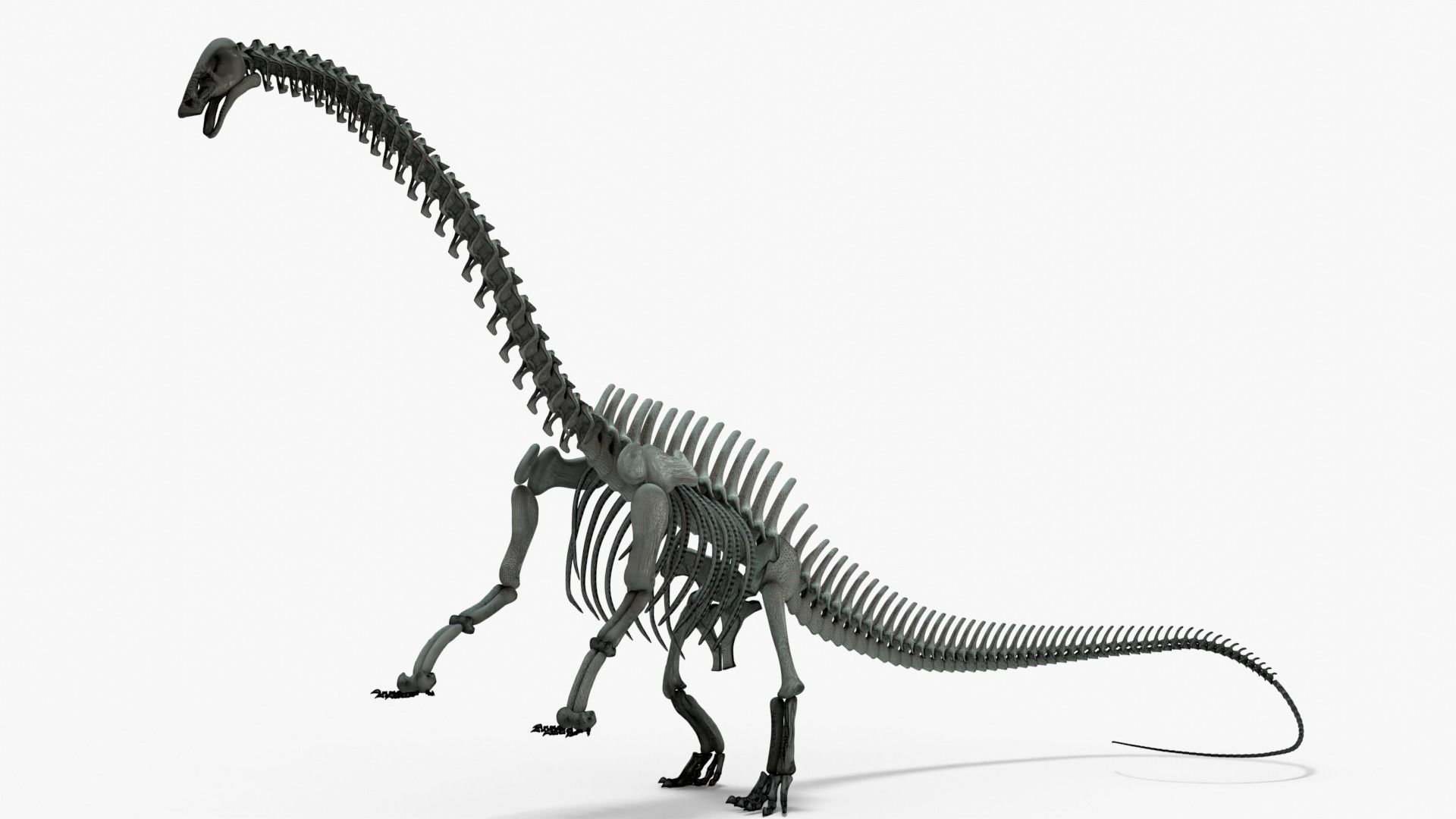 3D Model Collection Brontosaurus Rigged Basemesh With Skeleton VR / AR ...