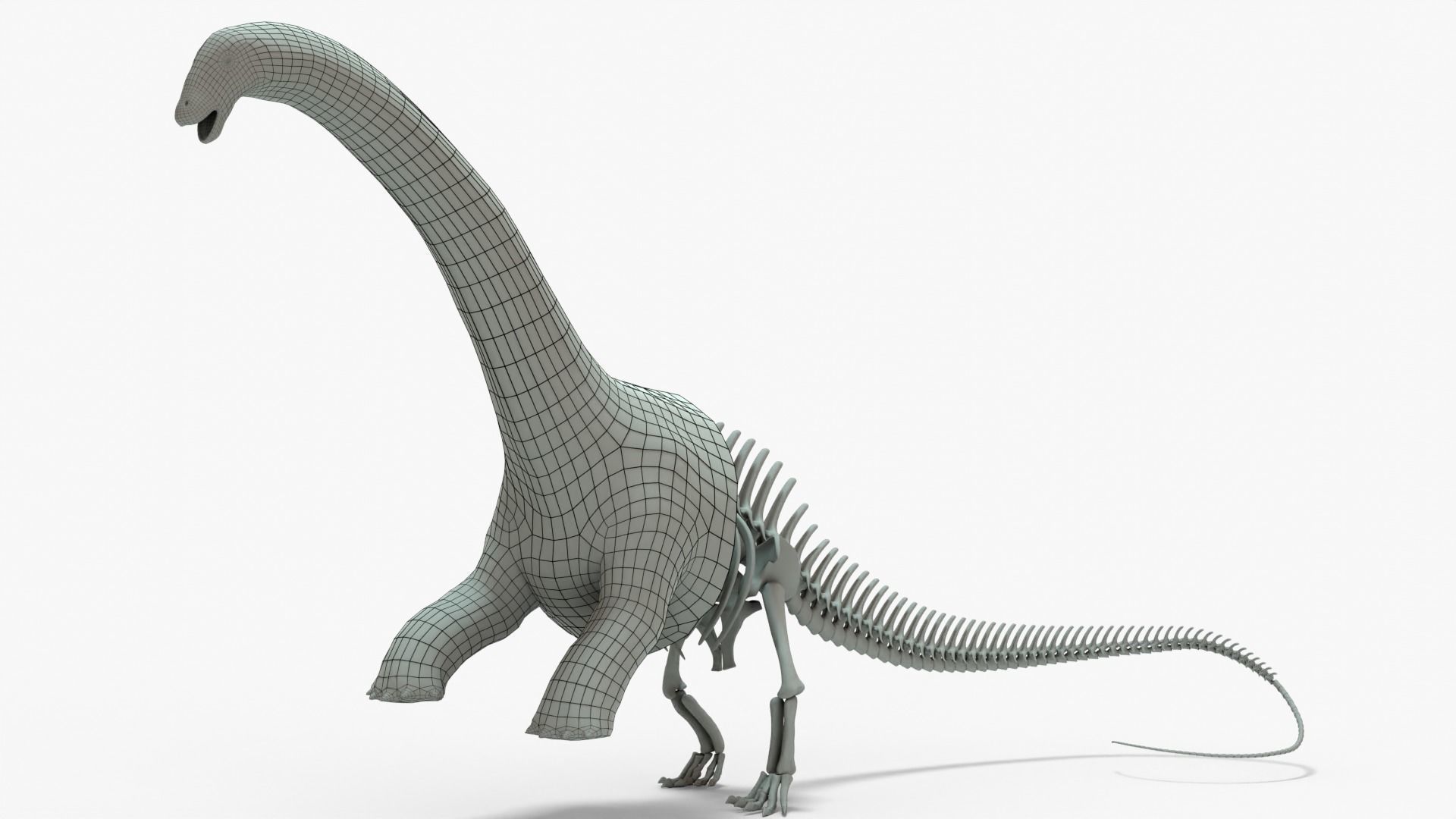 3D Model Collection Brontosaurus Rigged Basemesh With Skeleton VR / AR ...
