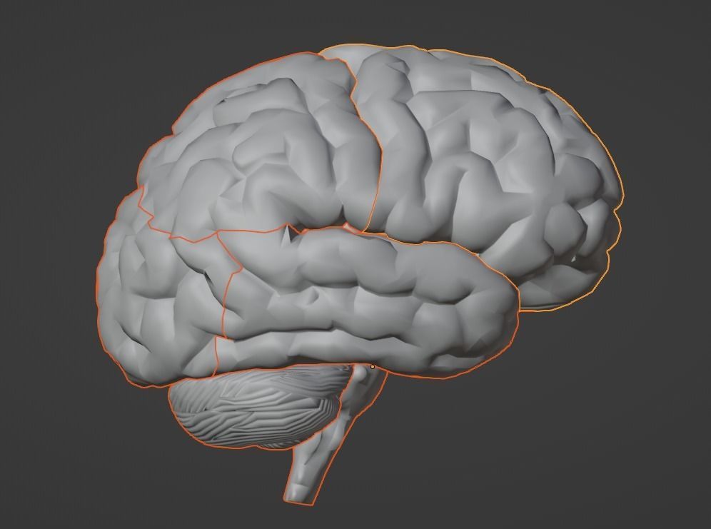 3D Model of Human Brain v2 3D model 3D model 3D printable | CGTrader