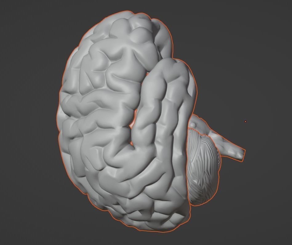 3D Model of Human Brain v3 3D model | CGTrader